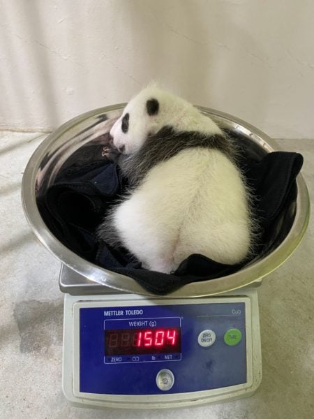 S'pore Panda Cub Weighs 1.5kg After 1 Month, WRS Credits Mum With Good ...