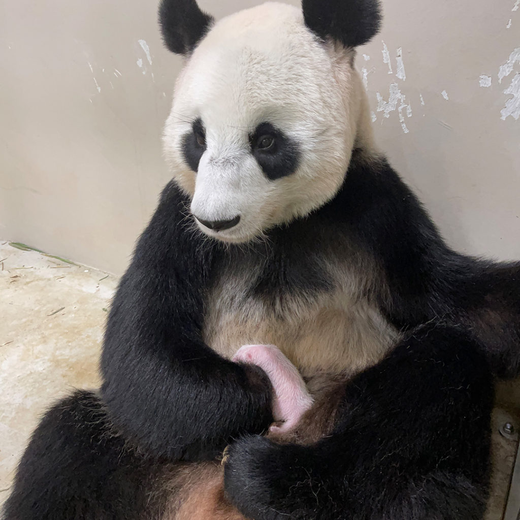 S’pore Panda Cub Looks Much Bigger In Latest Photo, Netizens Marvel At ...