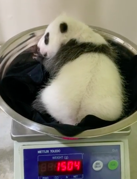 S’pore Panda Cub Looks Much Bigger In Latest Photo, Netizens Marvel At ...