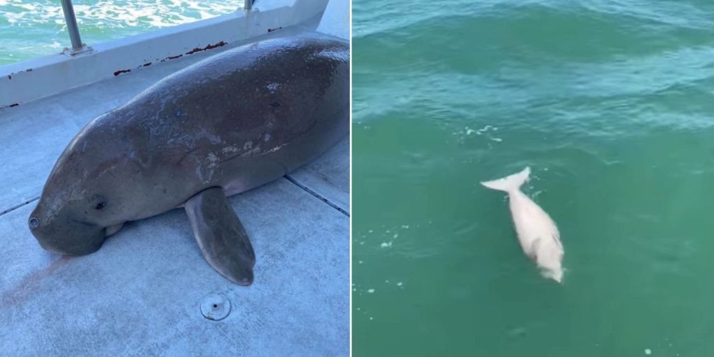 Lifeless Dugong Found Floating Near S'pore Shores By Divers Is Now In ...