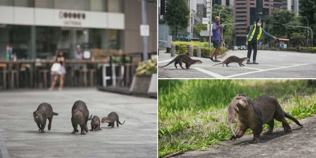 Photographer Captures Daily Lives Of Otter Family, Shows We Can Co ...