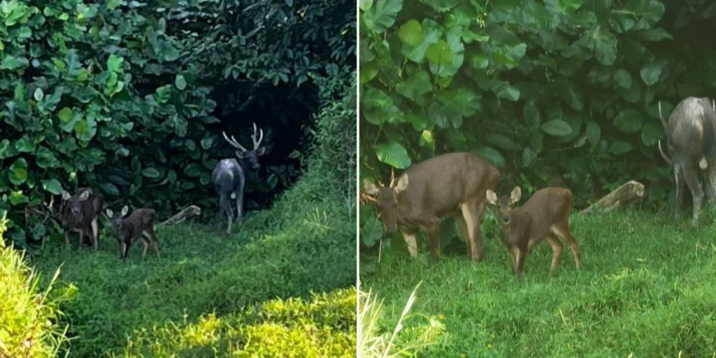 S’pore Man Spots Sambar Deer Family With Calf, Rare Sighting Leaves ...