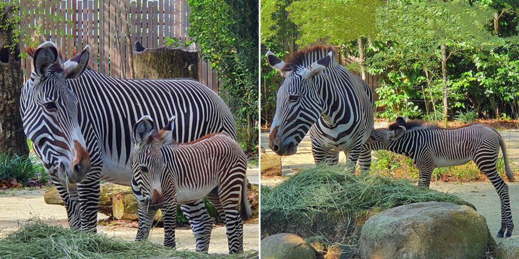 S’pore Zoo Welcomes 1st Zebra Foal From Endangered Species, You Can ...