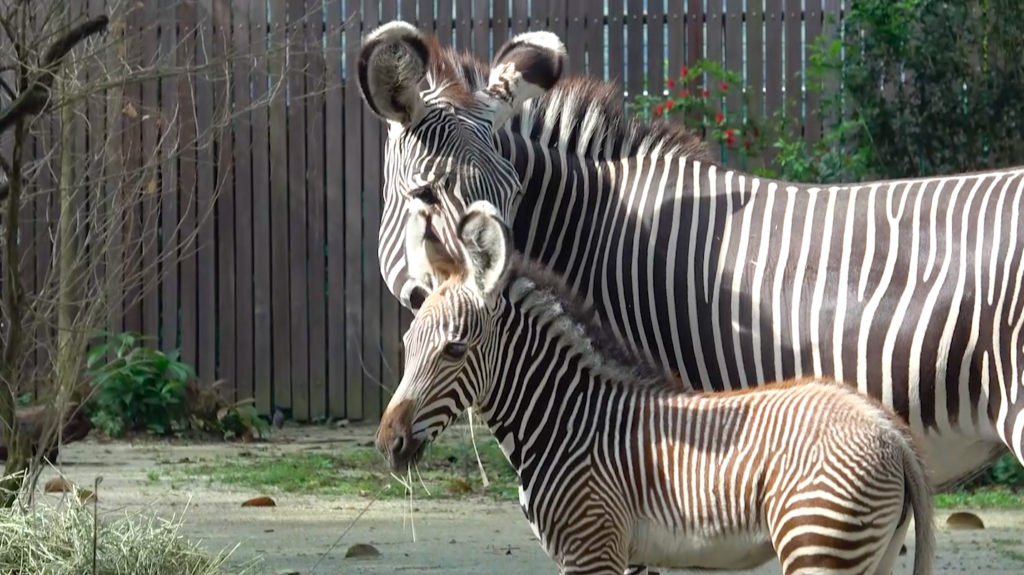 S’pore Zoo Welcomes 1st Zebra Foal From Endangered Species, You Can ...