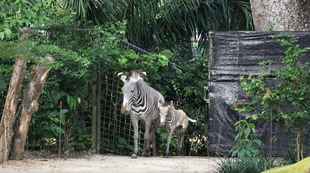 S’pore Zoo Welcomes 1st Zebra Foal From Endangered Species, You Can ...