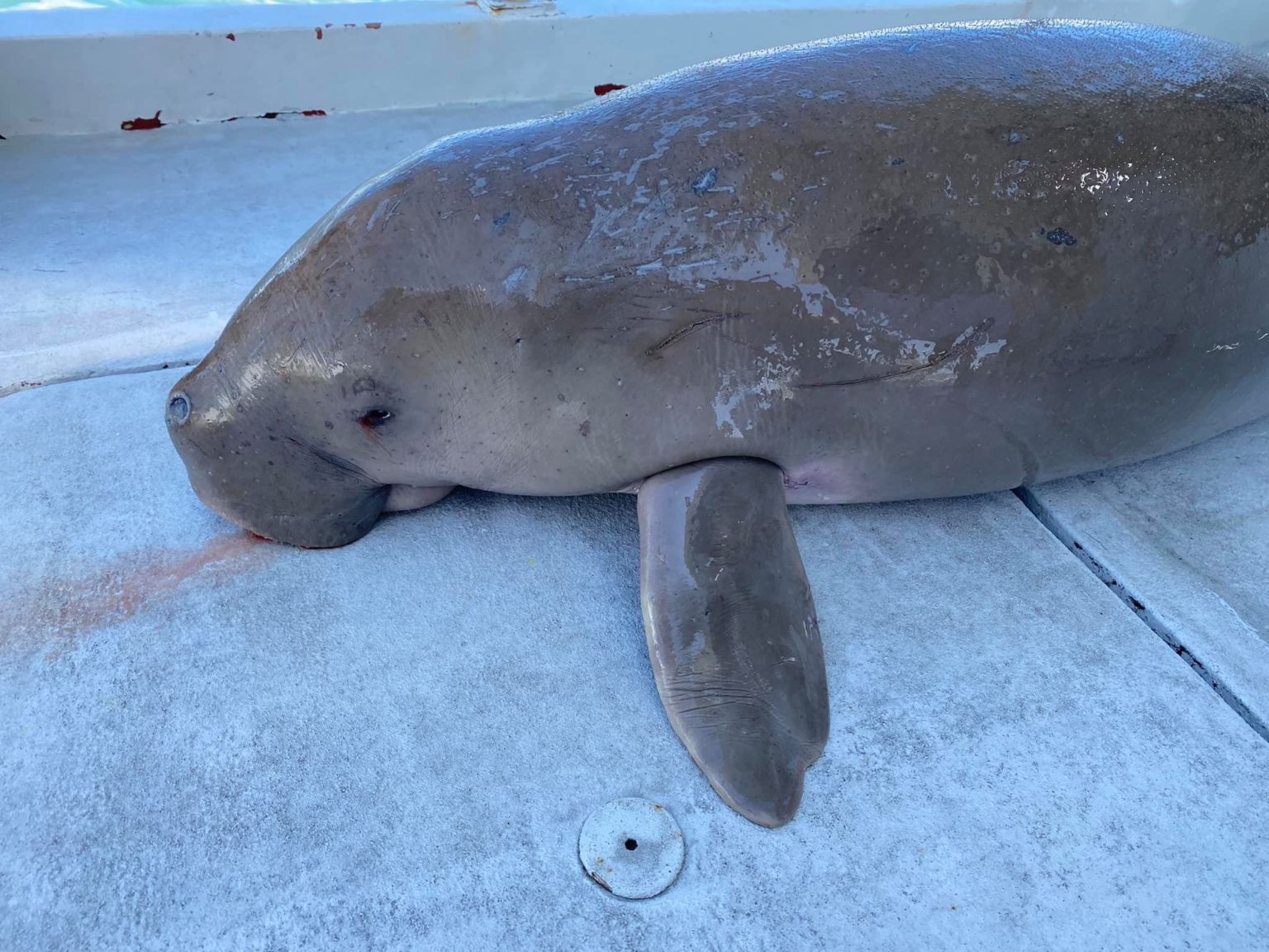 Lifeless Dugong Found Floating Near S'pore Shores By Divers Is Now In ...