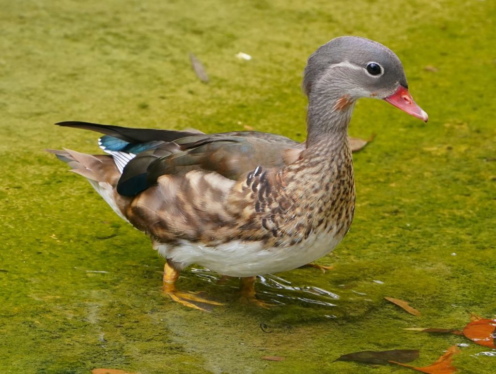 Mandarin Duck Appears Again In Hougang Canal, But Colourful Plumage Now ...