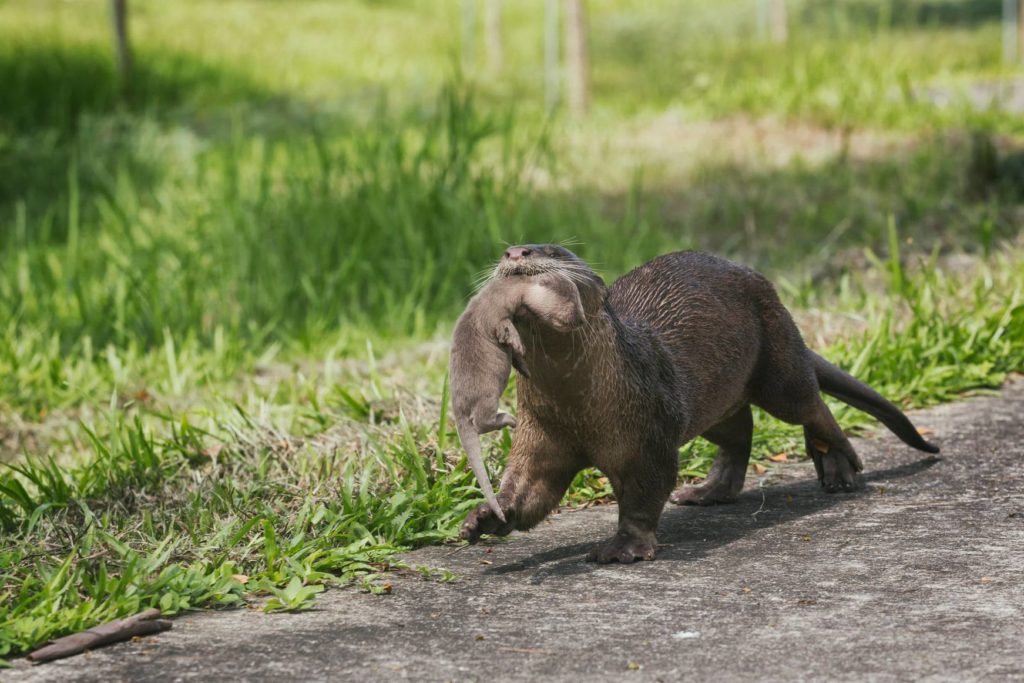 Photographer Captures Daily Lives Of Otter Family, Shows We Can Co ...