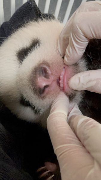 S’pore Panda Cub Has 6 Smol Baby Teeth, Now Weighs Over 3kg