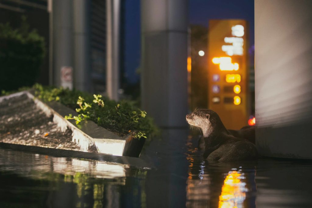 Photographer Captures Daily Lives Of Otter Family, Shows We Can Co ...