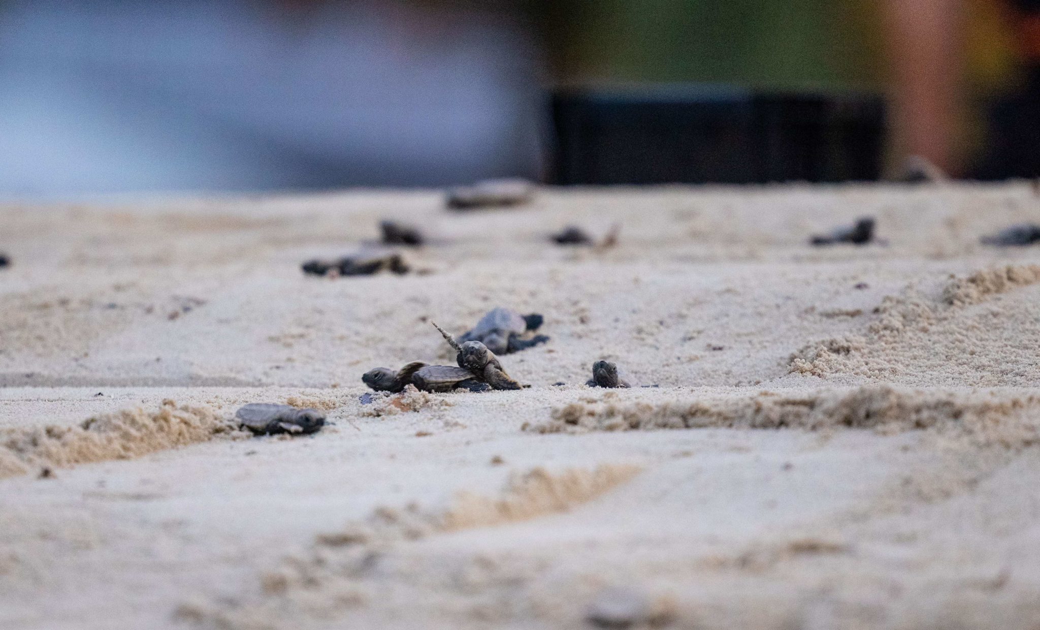 85 Endangered Hawksbill Turtle Eggs Hatched On Siloso Beach, Safely ...