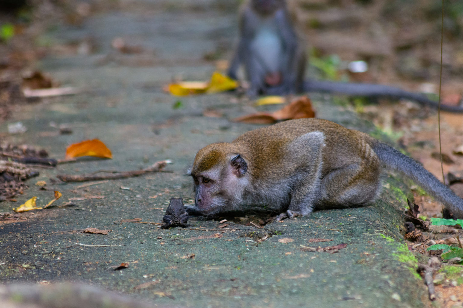 S'pore Toad Suddenly Picked Up By Monkeys For Inspection, Escapes ...
