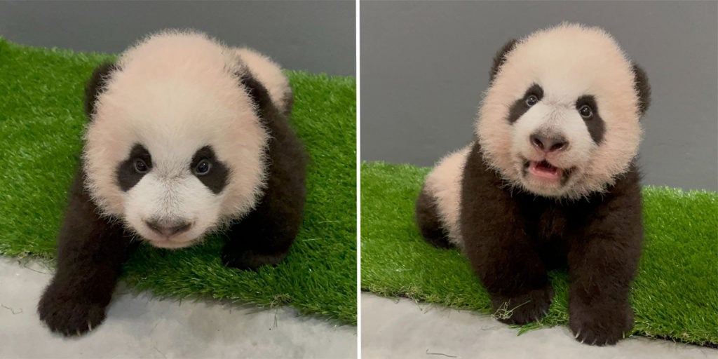 Panda Cub Celebrates 100th Day By Taking First Steps, Public May Visit ...