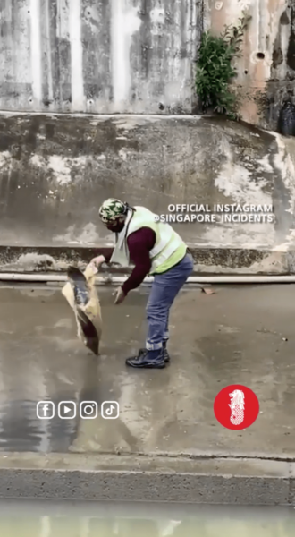 Worker Catches Large Fish In S'pore Canal, Netizens Hope It Gives Him A ...