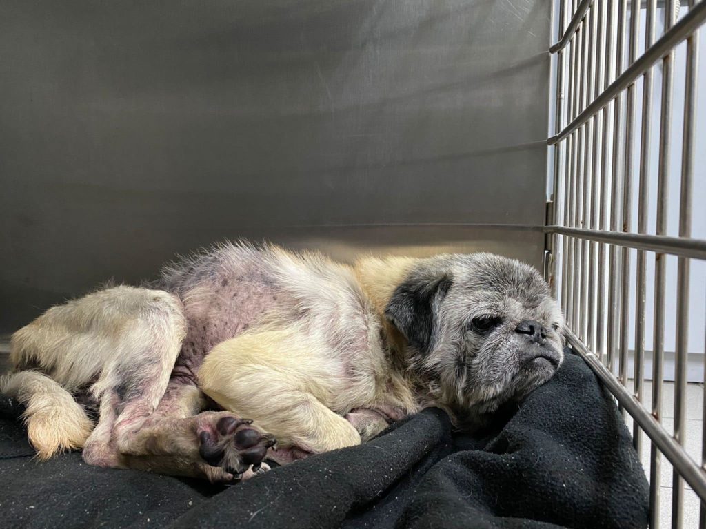 Scrawny Dog Found On Streets Reduced To Skin & Bones, Adopters ...