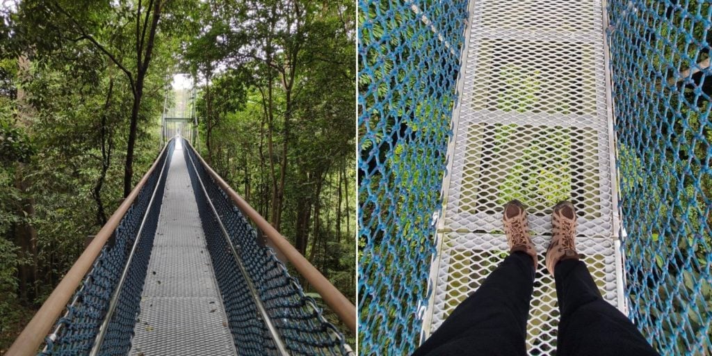 MacRitchie TreeTop Walk Has Reopened To The Public, Some Hikers Have ...