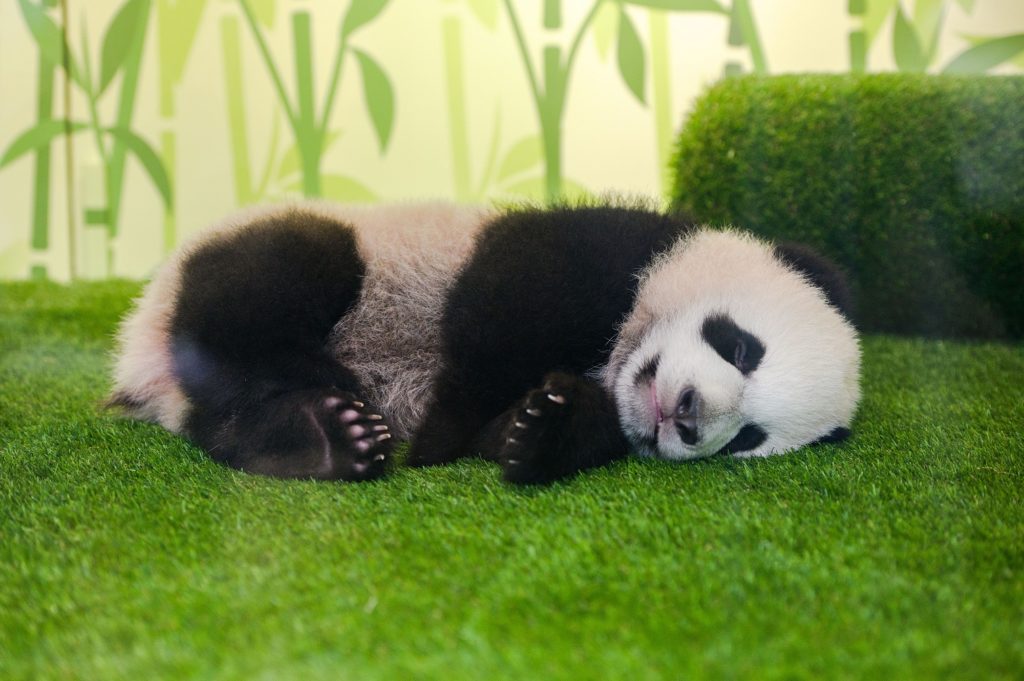 Sleeping S'pore Panda Cub Unveiled To The Public, Is A Hit With ...