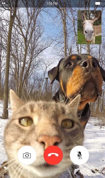 This Cat Is A Selfie King With Animal Friends & Adventures Across The World