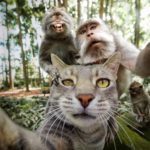 This Cat Is A Selfie King With Animal Friends & Adventures Across The World