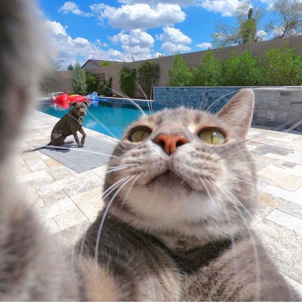 This Cat Is A Selfie King With Animal Friends & Adventures Across The World