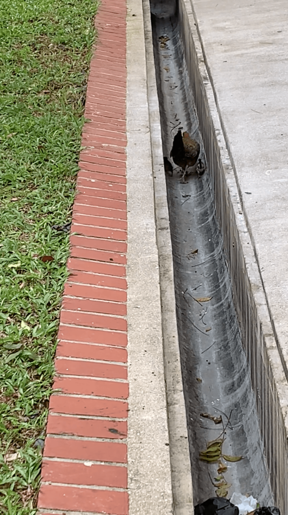 2 Tiny Chicks Trapped In Drain, Kind Men Spend 1 Hour Picking Them Up