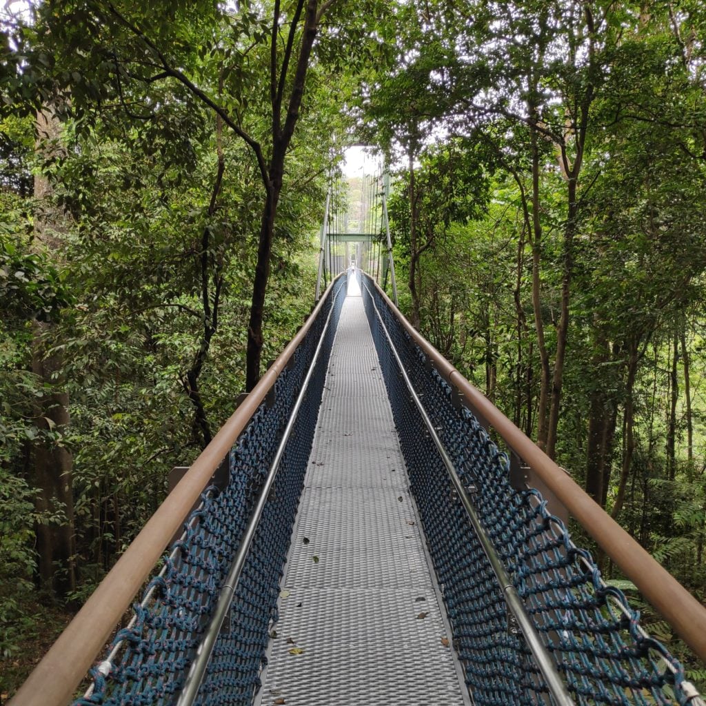 MacRitchie TreeTop Walk Has Reopened To The Public, Some Hikers Have ...