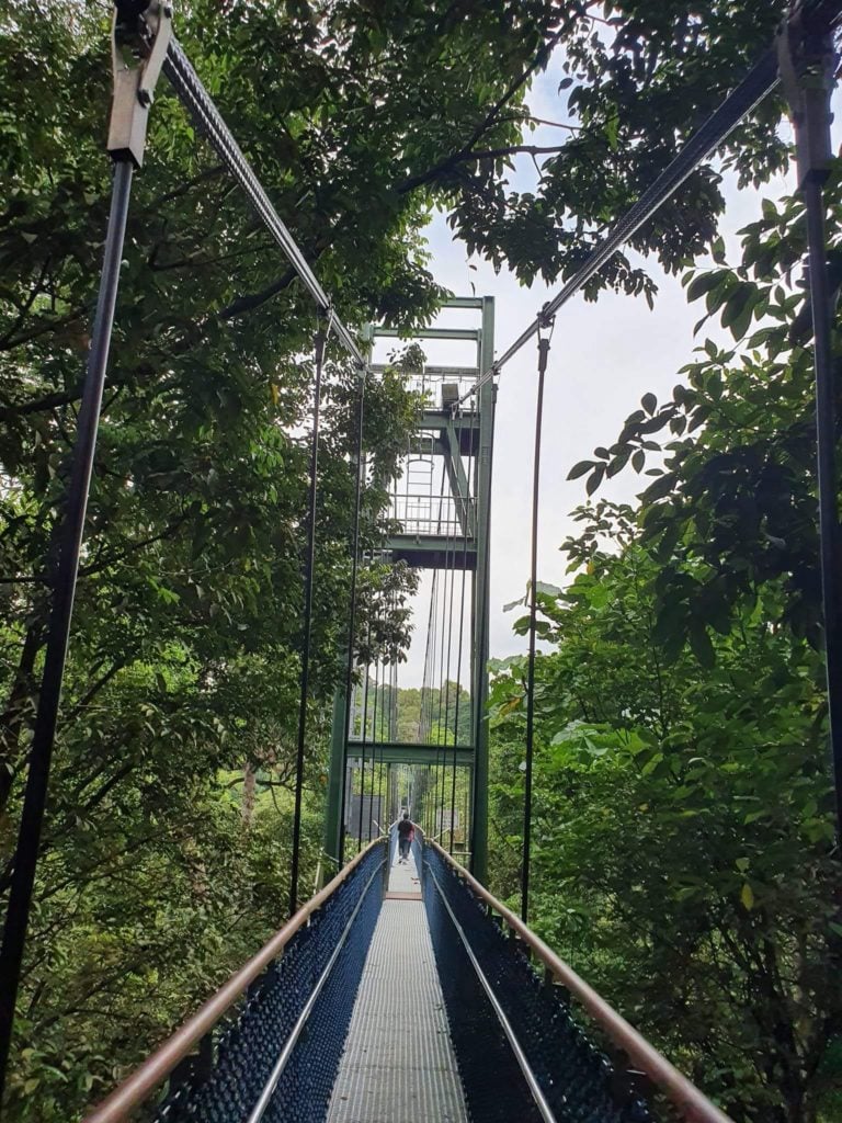 MacRitchie TreeTop Walk Has Reopened To The Public, Some Hikers Have ...