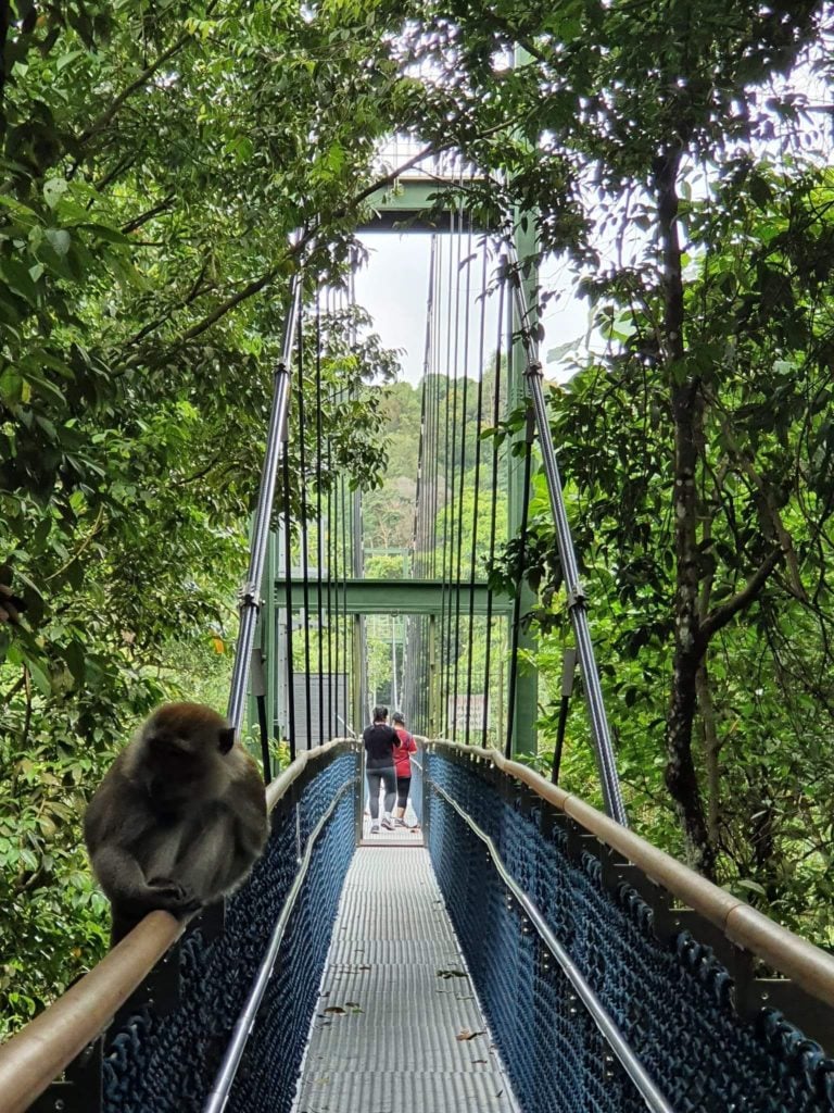 MacRitchie TreeTop Walk Has Reopened To The Public, Some Hikers Have ...