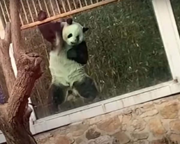 Panda Makes Ambitious 'Prison Break' From Beijing Zoo, Keeper Lures Him ...