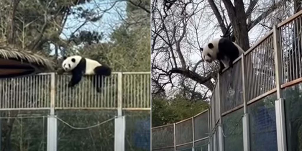 Panda Makes Ambitious 'Prison Break' From Beijing Zoo, Keeper Lures Him ...