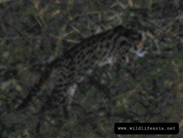 Rare Leopard Cat Spotted In S'pore, Man Captures Night Sighting With ...