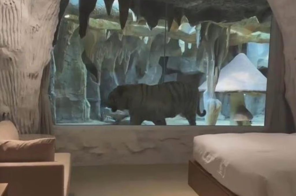 China Hotel Rooms Have A Live Tiger Display, Authorities Urge Closure ...