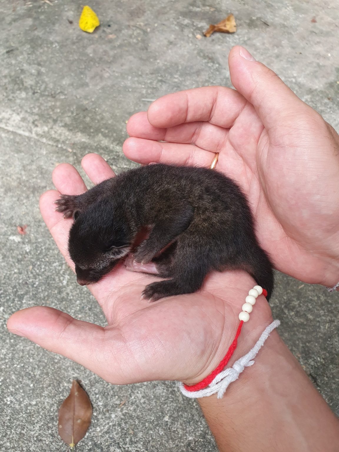 Baby Civet Cat Found Wailing Near Holland Road, Now Under Care Of NParks