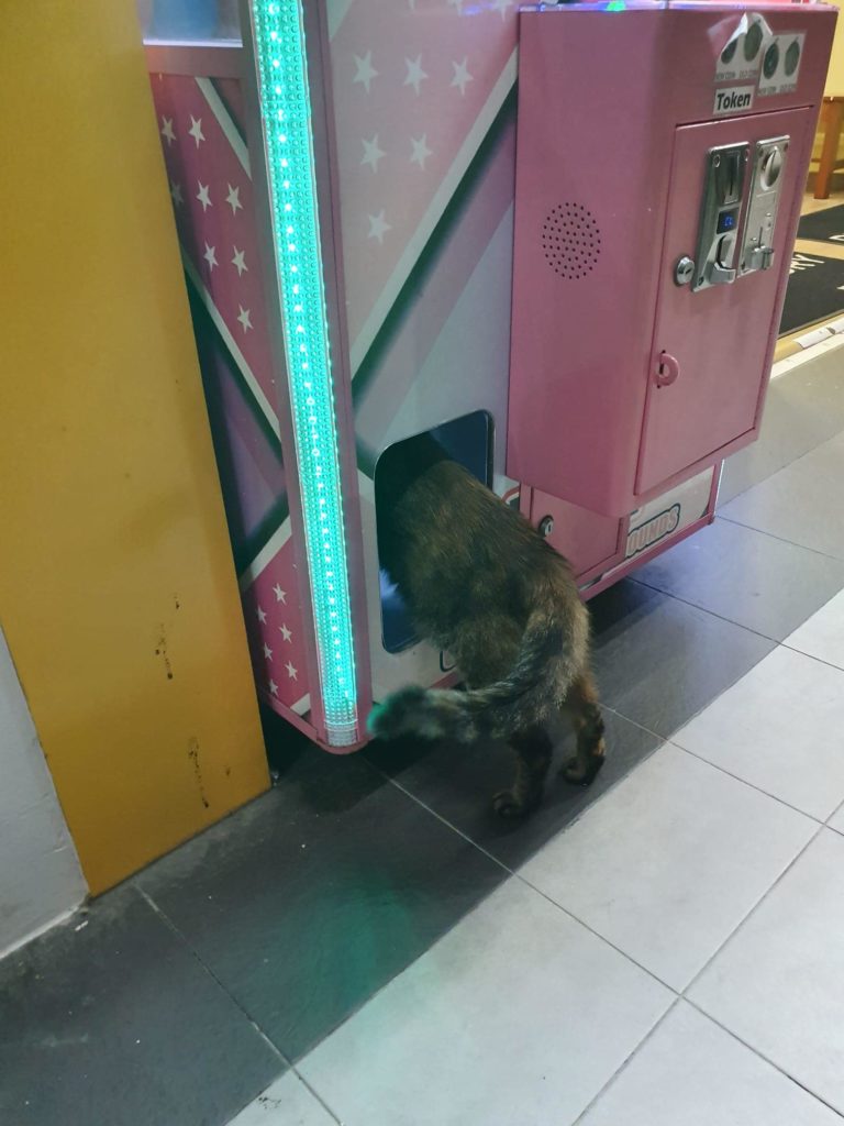 Cat Explores Clementi Claw Machine, Looks Like It's The Purrfect Prize ...