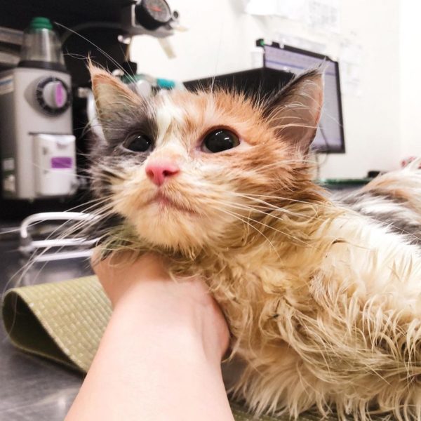 SPCA Rescues Wobbly Cat With Head Tremors, Seeks Loving & Caring Foster ...