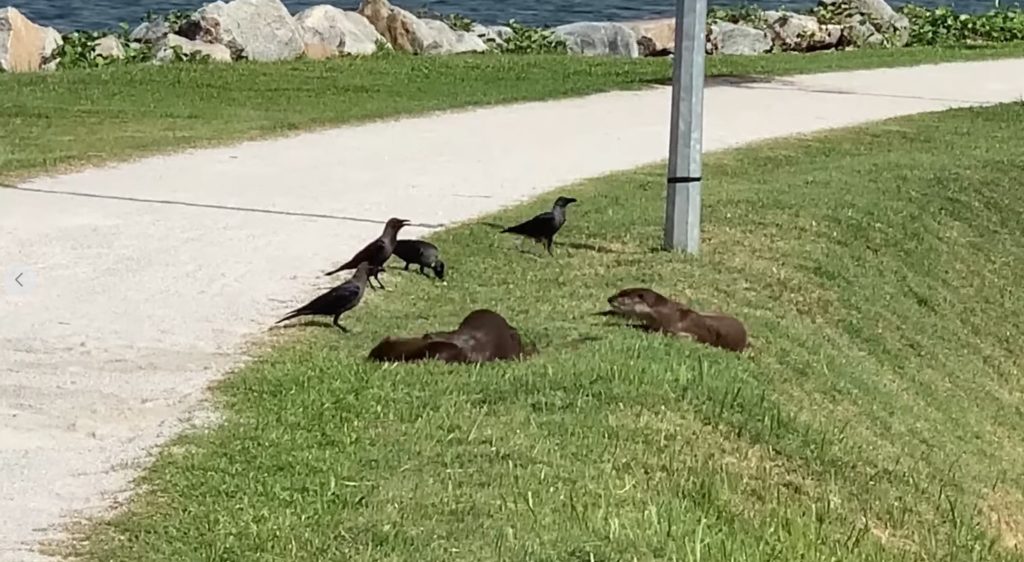 Crows Gang Up On Otters Lepaking At Pandan Reservoir, Eventually Chase ...