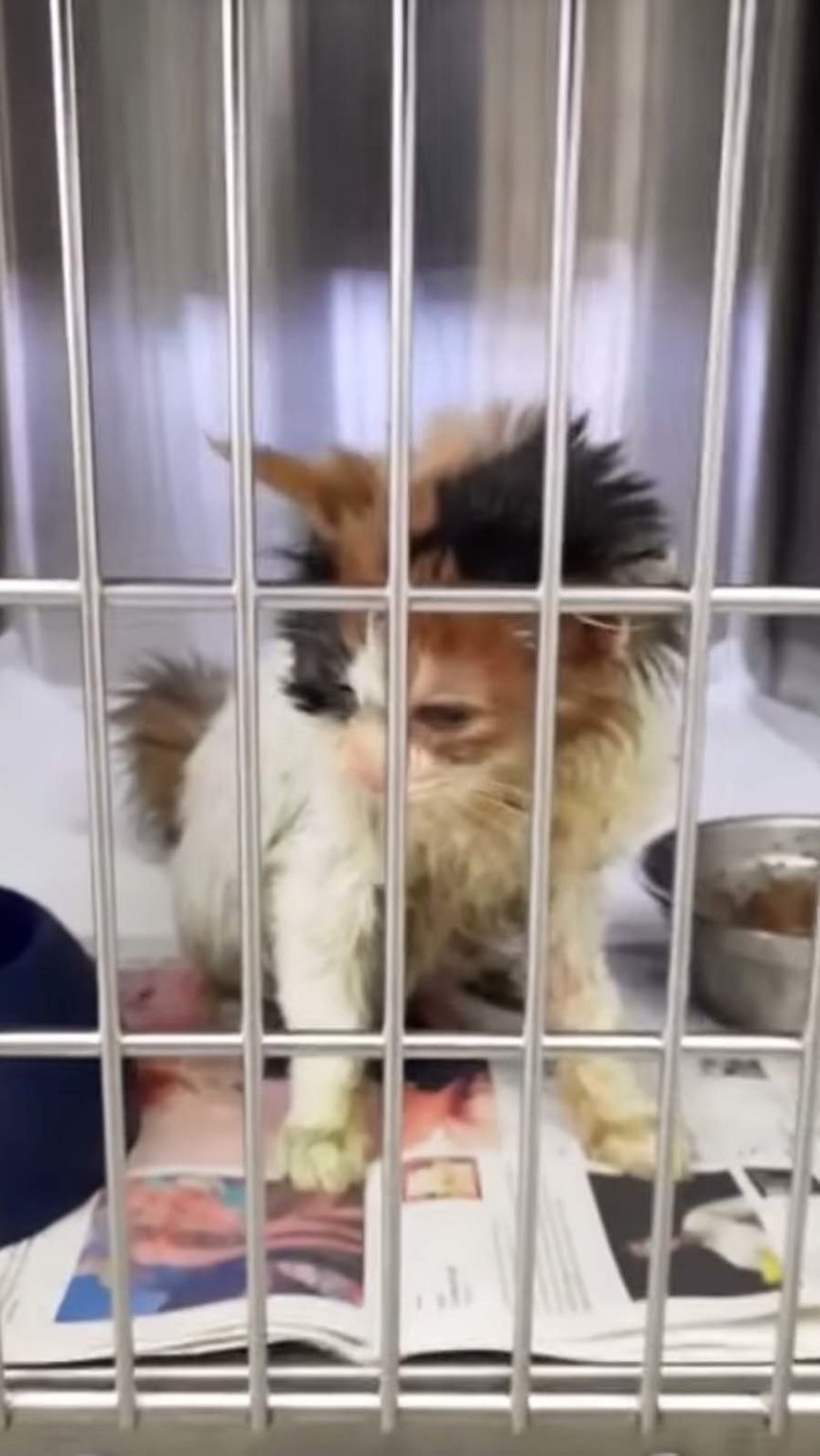 SPCA Rescues Wobbly Cat With Head Tremors, Seeks Loving & Caring Foster ...