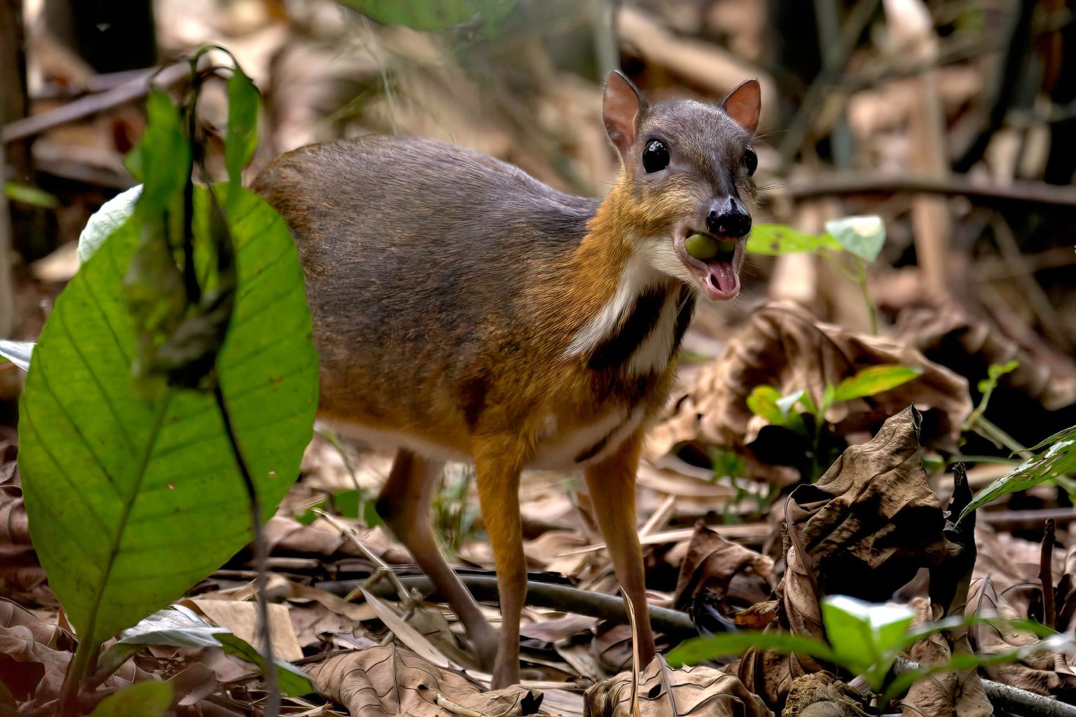 Hikers Spot Mousedeer At Chestnut Nature Park, It Looks Like A Real ...