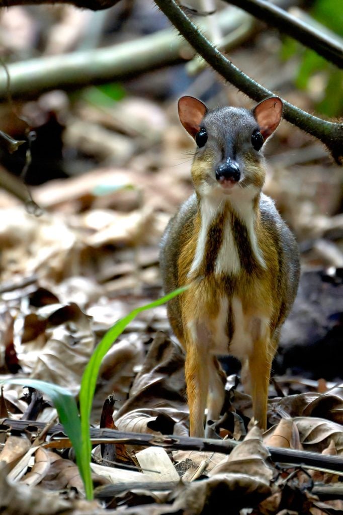Hikers Spot Mousedeer At Chestnut Nature Park, It Looks Like A Real ...