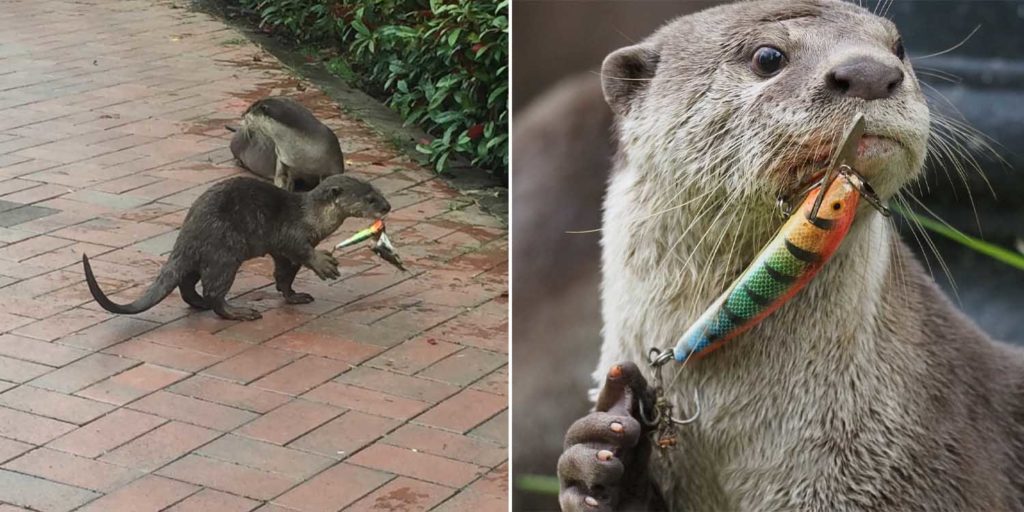 Baby Otter Spotted With Fishing Bait Hooked In Mouth, Volunteers Rush ...