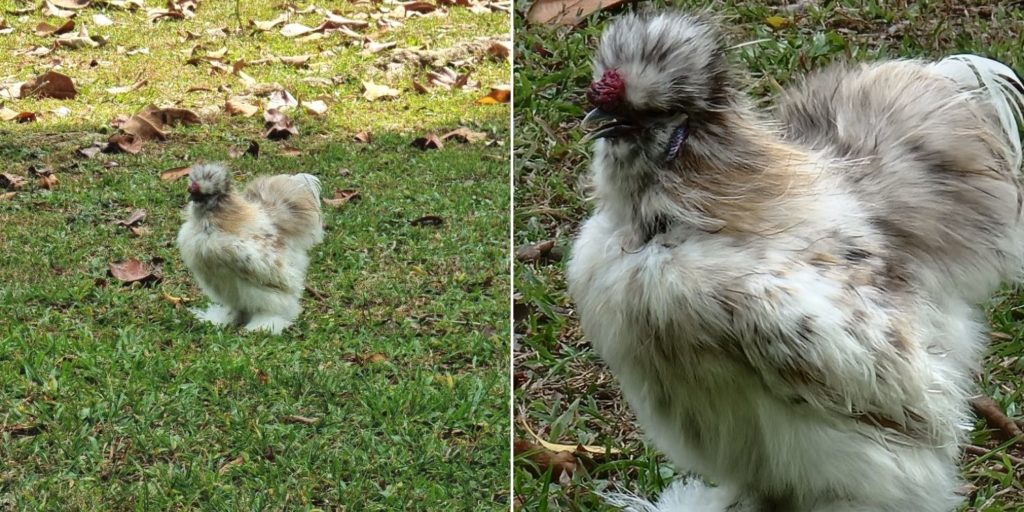 Fluffy Silkie Chicken Spotted At Bedok, Netizens Wonder If It's A Lost Pet