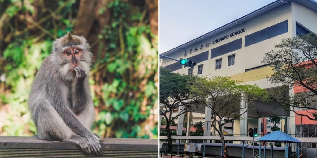 Monkeys Lurk Around Primary School In Yishun, Students Lock Doors ...
