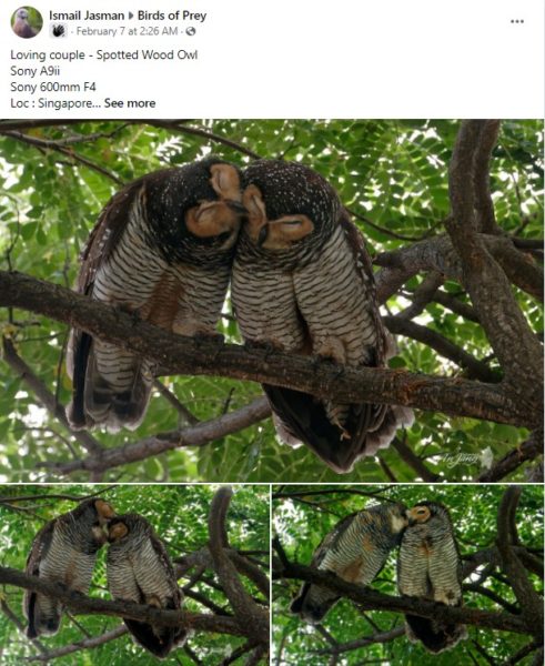 Spotted Wood Owls Cuddle In Pasir Ris Park Tree, Photographers Capture ...