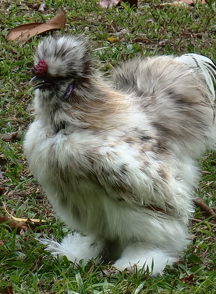 Fluffy Silkie Chicken Spotted At Bedok, Netizens Wonder If It's A Lost Pet