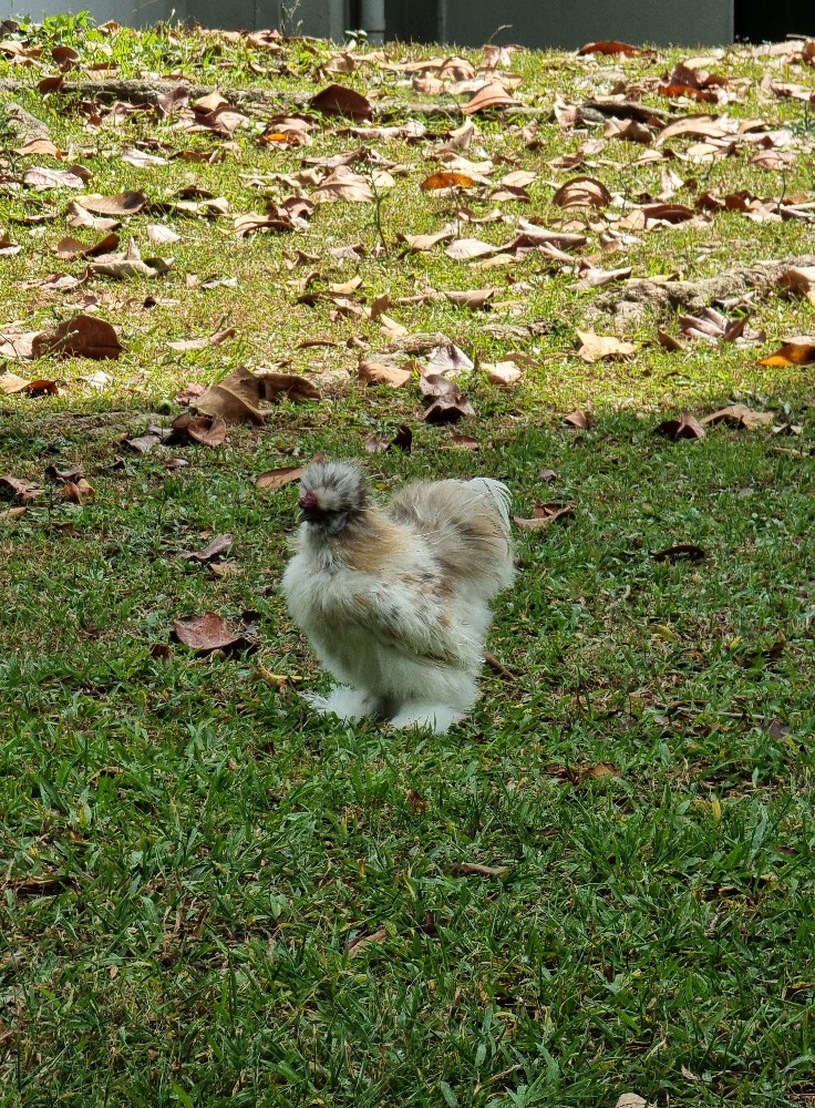 Fluffy Silkie Chicken Spotted At Bedok, Netizens Wonder If It's A Lost Pet