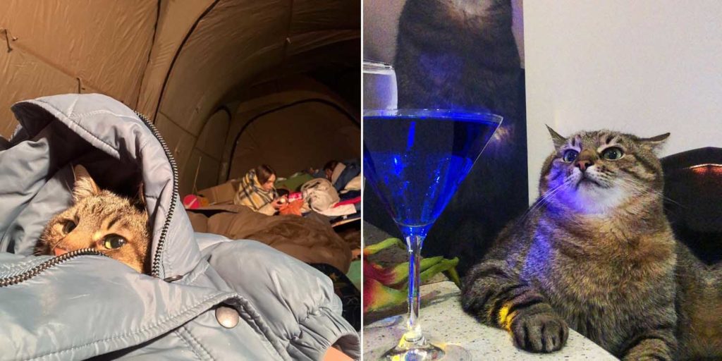 TikTok-Famous Cat Stepan Successfully Flees Ukraine With Owner, Now ...