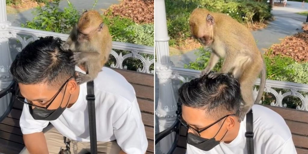 Monkey Sits On S'pore Man's Back & Inspects His Scalp, TikTok Users ...