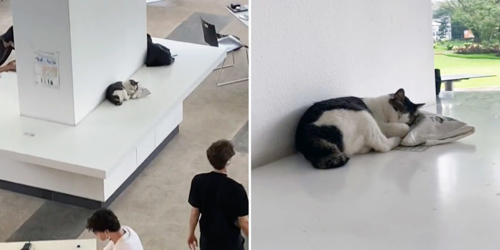 NUS UTown Resident Cat Ashy Uses Tote Bag As Pillow, Now Excels In Napping