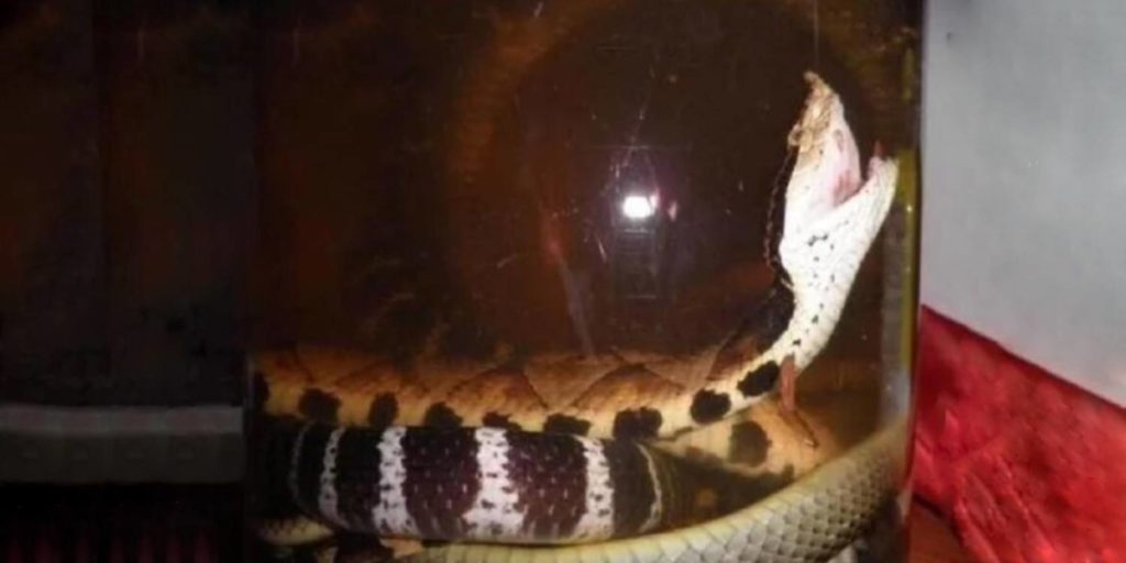 Snakes In Wine Jar Stay Alive After 1 Year, Man Gets Bitten Upon Opening It