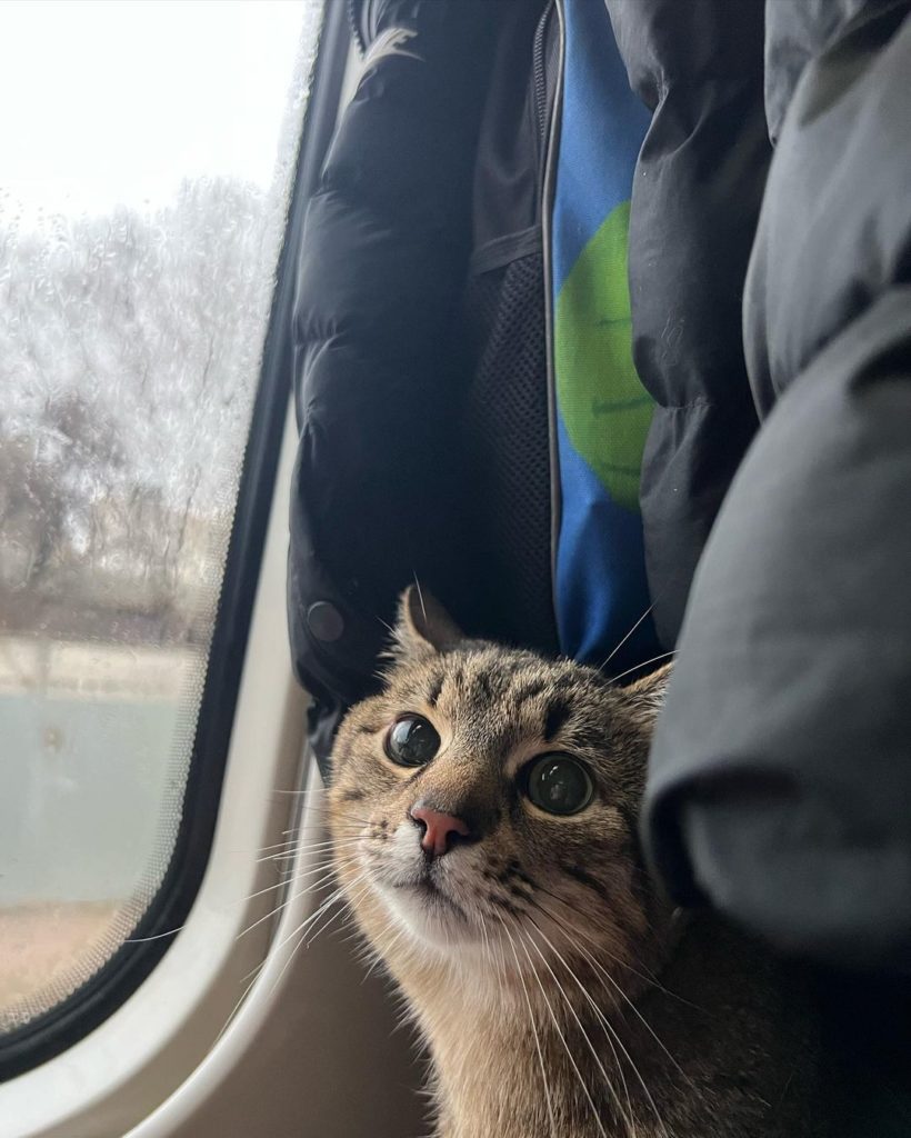 TikTok-Famous Cat Stepan Successfully Flees Ukraine With Owner, Now ...